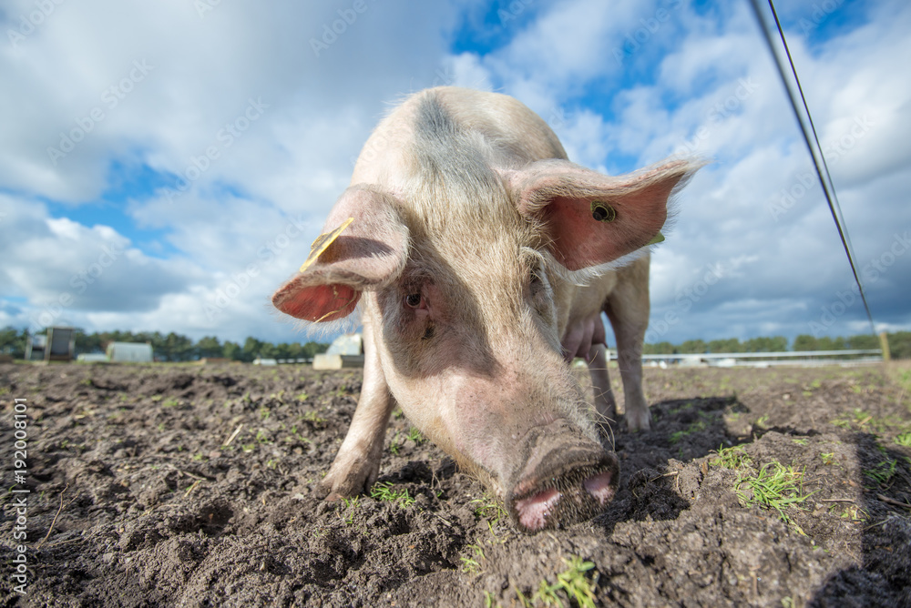 Pig on an organic farm in the uk Stock Photo | Adobe Stock