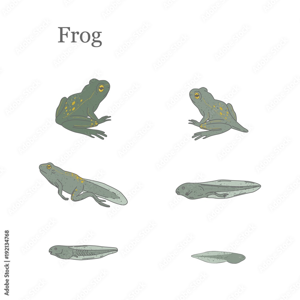 Frog vector illustration Stock Vector | Adobe Stock