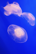 Three Translucent Jellyfish Free Stock Photo - Public Domain Pictures