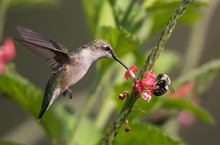 Hummingbird And Bee Flying Free Stock Photo - Public Domain Pictures