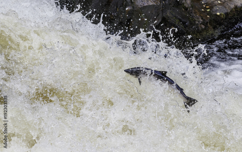 Large atlantic salmon leaping up the waterfall on their way migration ...