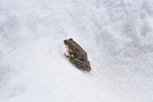 Winter Frog Free Stock Photo - Public Domain Pictures