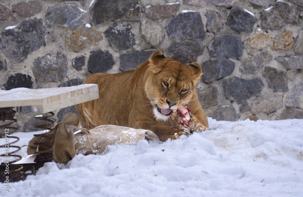 Lioness tearing piece of meat in the zoo aviary. Opening new block for ...