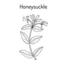 Honeysuckle Flowers Drawing Free Stock Photo - Public Domain Pictures