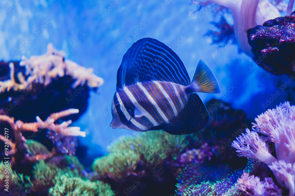 Red Sea sailfin tang or Desjardin's sailfin tang Zebrasoma desjardinii ...