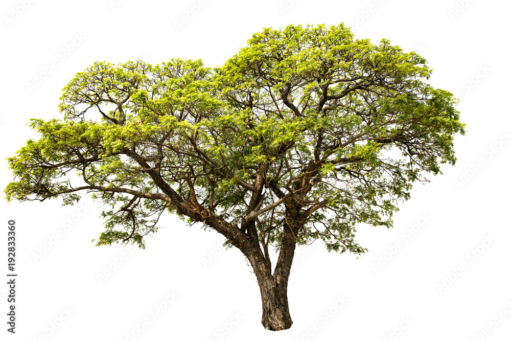 Samanea saman Tree isolated on white background. Stock Photo | Adobe Stock