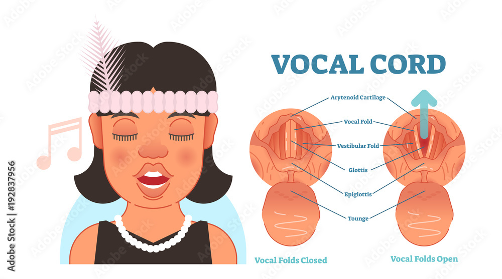 Vocal cord anatomy vector illustration diagram, educational medical ...