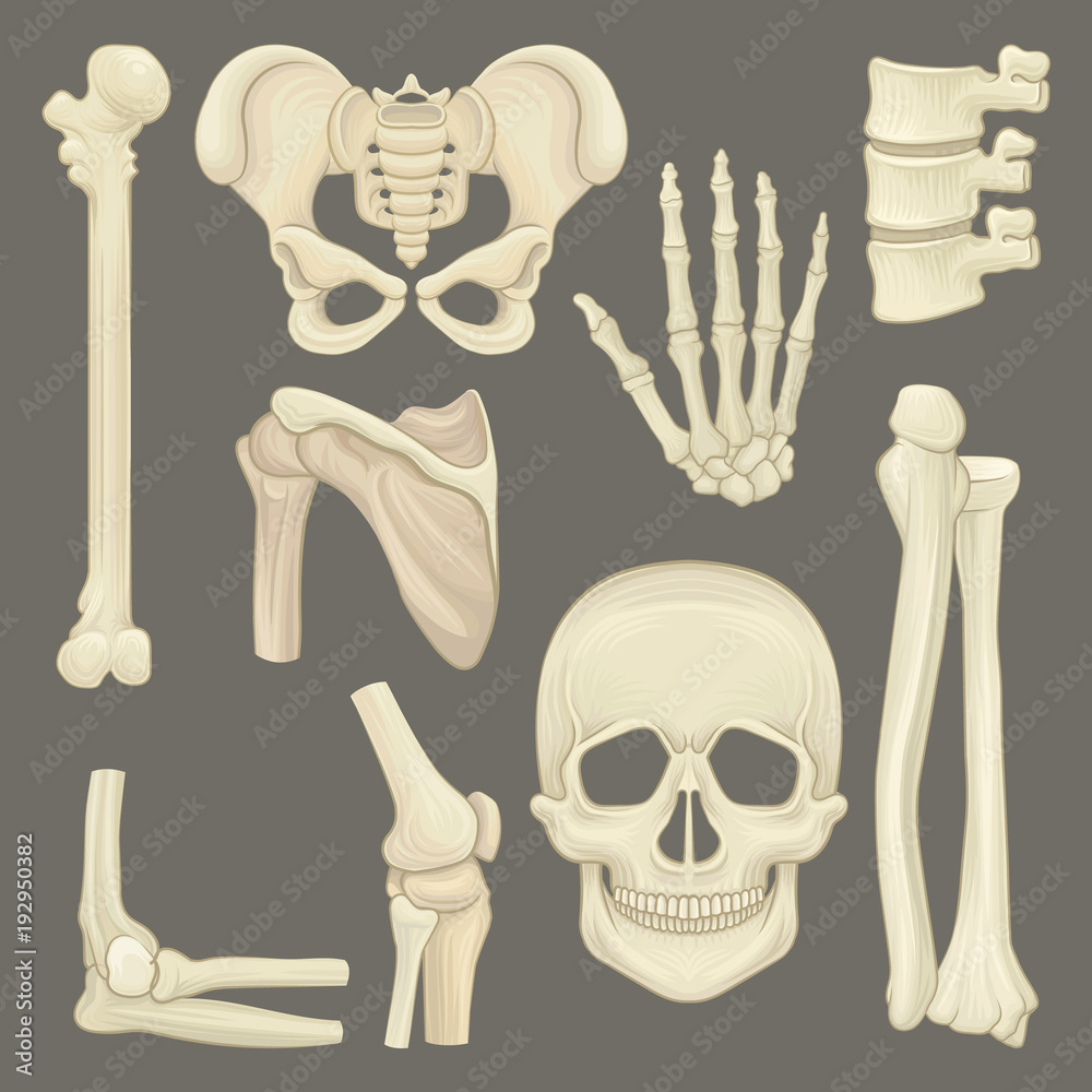 Parts of human skeleton. Skull, pelvic girdle, hand, humerus, lumbar ...