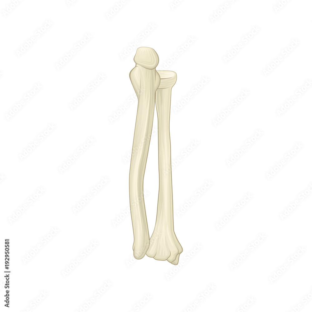 Two bones of forearm - radius and ulna. Part of human skeleton ...