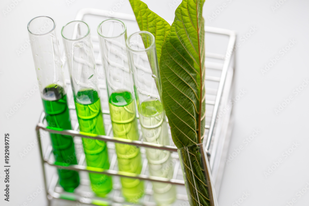 Science Research leaves of Mitragyna speciosa (kratom) and Chemical analysis in Lab. Stock Photo ...