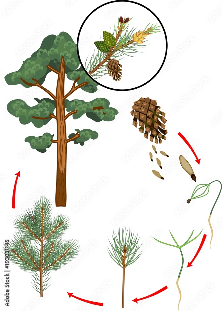 Life cycle of pine tree. Stages of plant growth from seed to mature ...