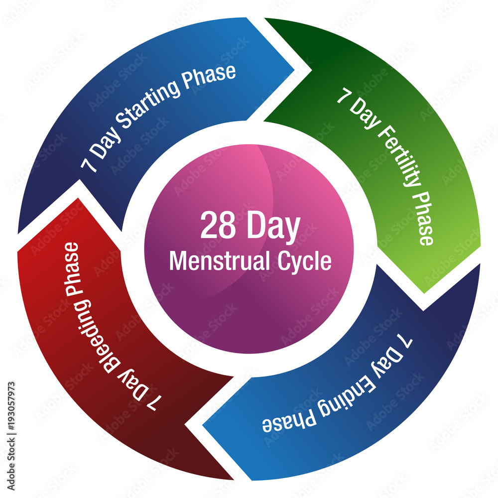 Menstrual Cycle Fertility Chart Stock Vector | Adobe Stock