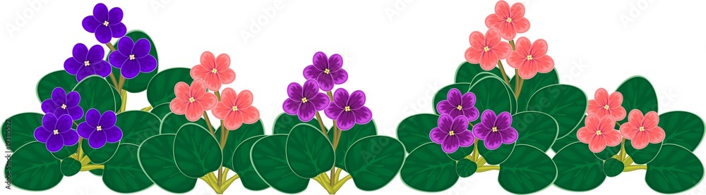 Horizontal group of flowering African violets (Saintpaulia) with ...
