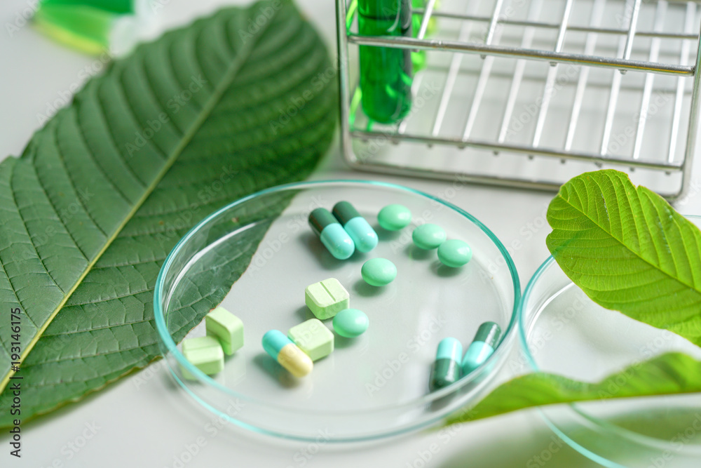 Mitragyna speciosa korth (kratom) drug plant with pills in laboratory ...