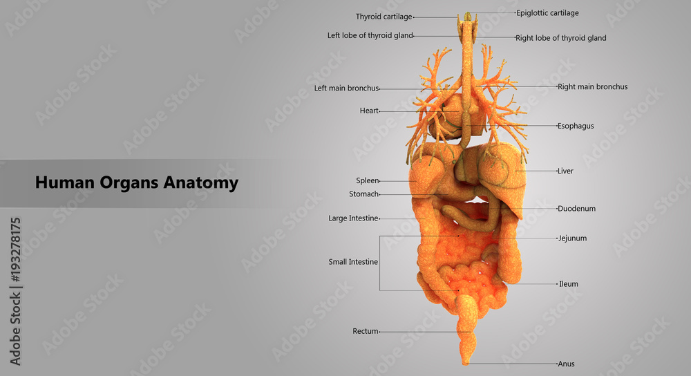 Human Body Organs Detailed Labels Anatomy Stock Illustration | Adobe Stock