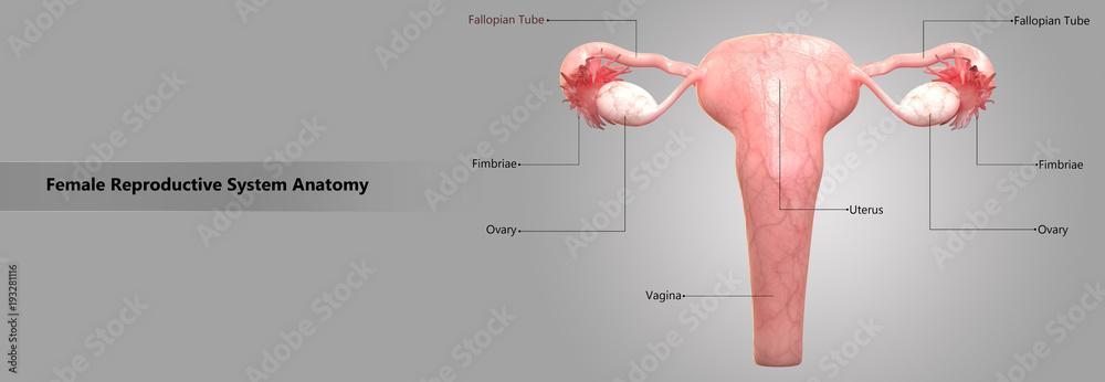 Female Reproductive System Detailed Labels Anatomy Stock Illustration ...