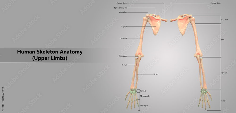 Human Skeleton System Upper Limbs with Detailed Labels Anatomy ...