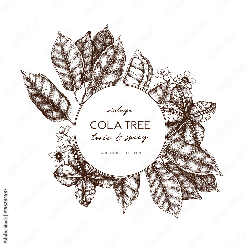 Vector Cola tree vintage sketch. Vintage design with hand drawn with ...