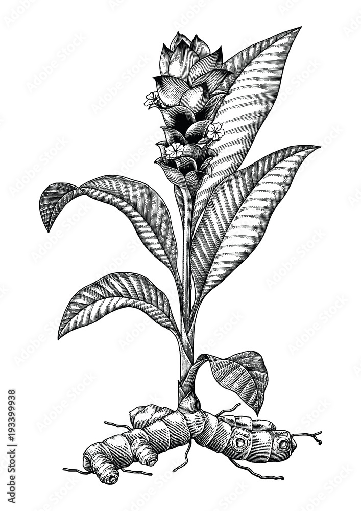 Turmeric botanical hand drawing engraving vintage illustration Stock ...