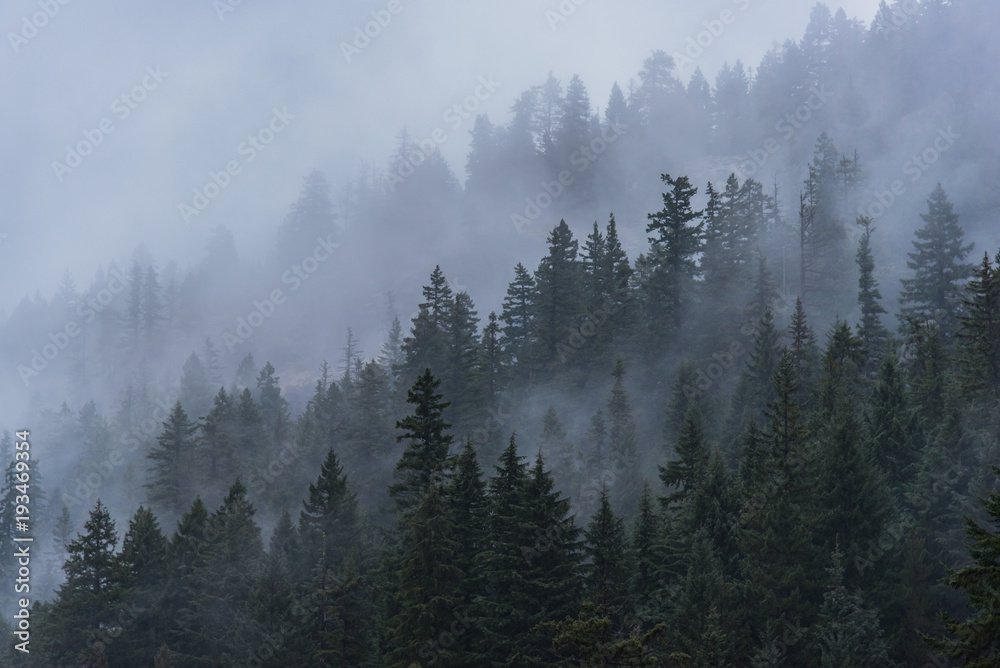 Foggy forest trees in the Pacific Northwest Stock Photo | Adobe Stock