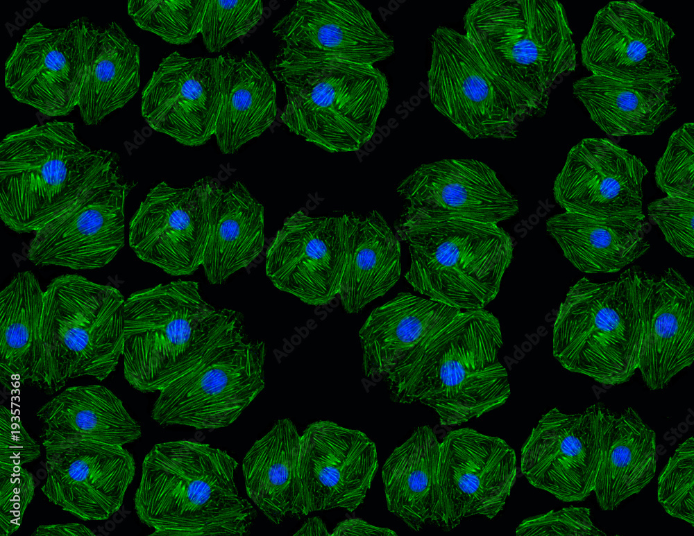 Stem cells labelled with fluorescent antibodies in confocal microscope ...