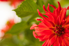 Dahlia, Red Flower Free Stock Photo - Public Domain Pictures