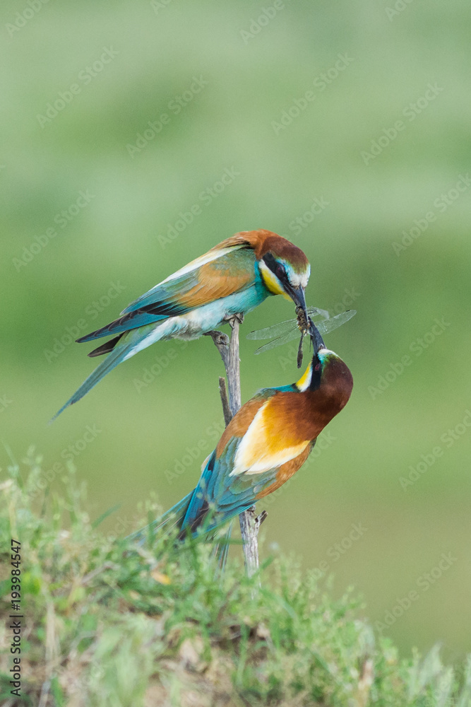 Beautiful colorful enamoured couple of bee-eaters sitting on a twig ...