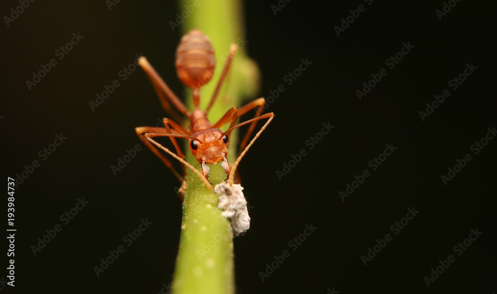Ants are signaling fear to the enemy if they are near may hurt. Stock ...