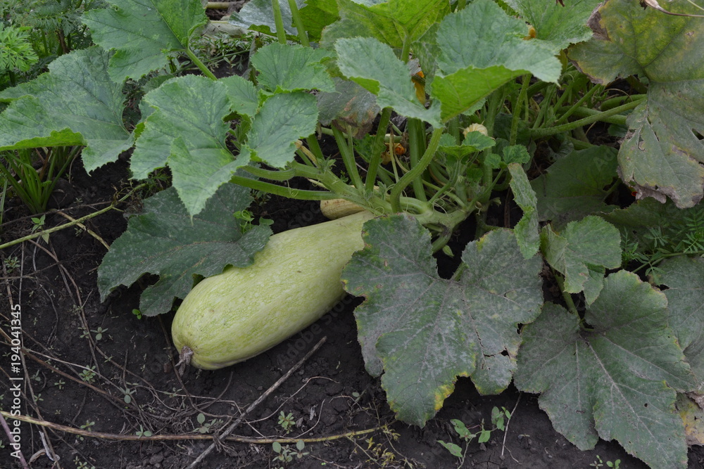 Photo Stock Zucchini. Cucurbita pepo ssp. pepo. Useful vegetable. Green ...