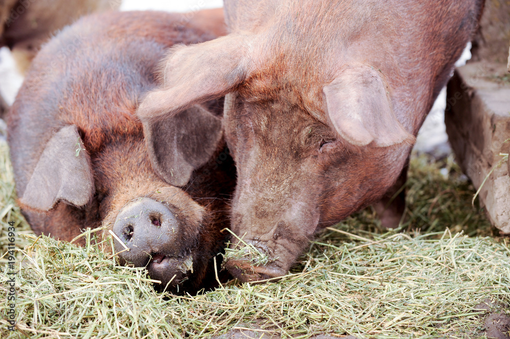 Big producer of red wild boar. Meat breed of pigs Duroc. Pigs grazing ...