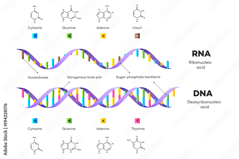 Molecular Structure Of DNA and RNA. Infographic Educational Vector ...