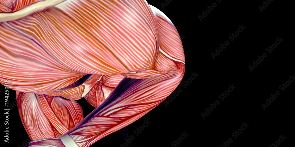 Human Male Body Anatomy Illustration with visible muscles Stock ...