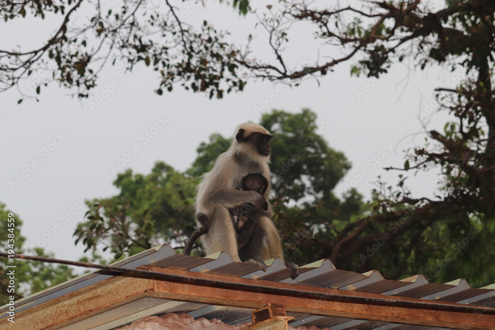 Vervet female monkey with baby..at matheran (Maharashtra,India) Stock ...