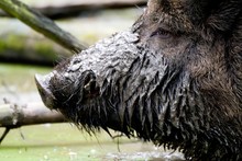 Boar's Face At The Zoo Free Stock Photo - Public Domain Pictures