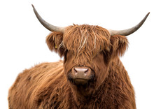Herd Of Highland Cattle Free Stock Photo - Public Domain Pictures