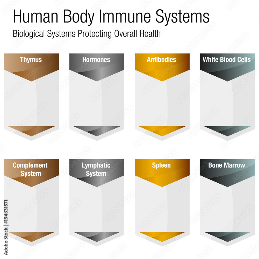 Human Body Immune Systems Chart Stock Vector | Adobe Stock