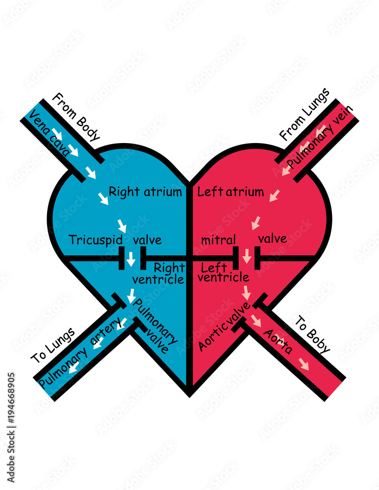 labeled blood flow in heart , arrows pointing direction of oxygenated ...