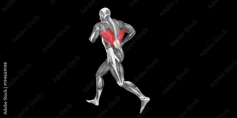 Human Male Body Anatomy Illustration with visible Muscles Stock ...