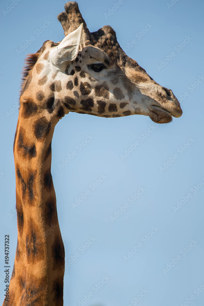 Perfil De Jirafa