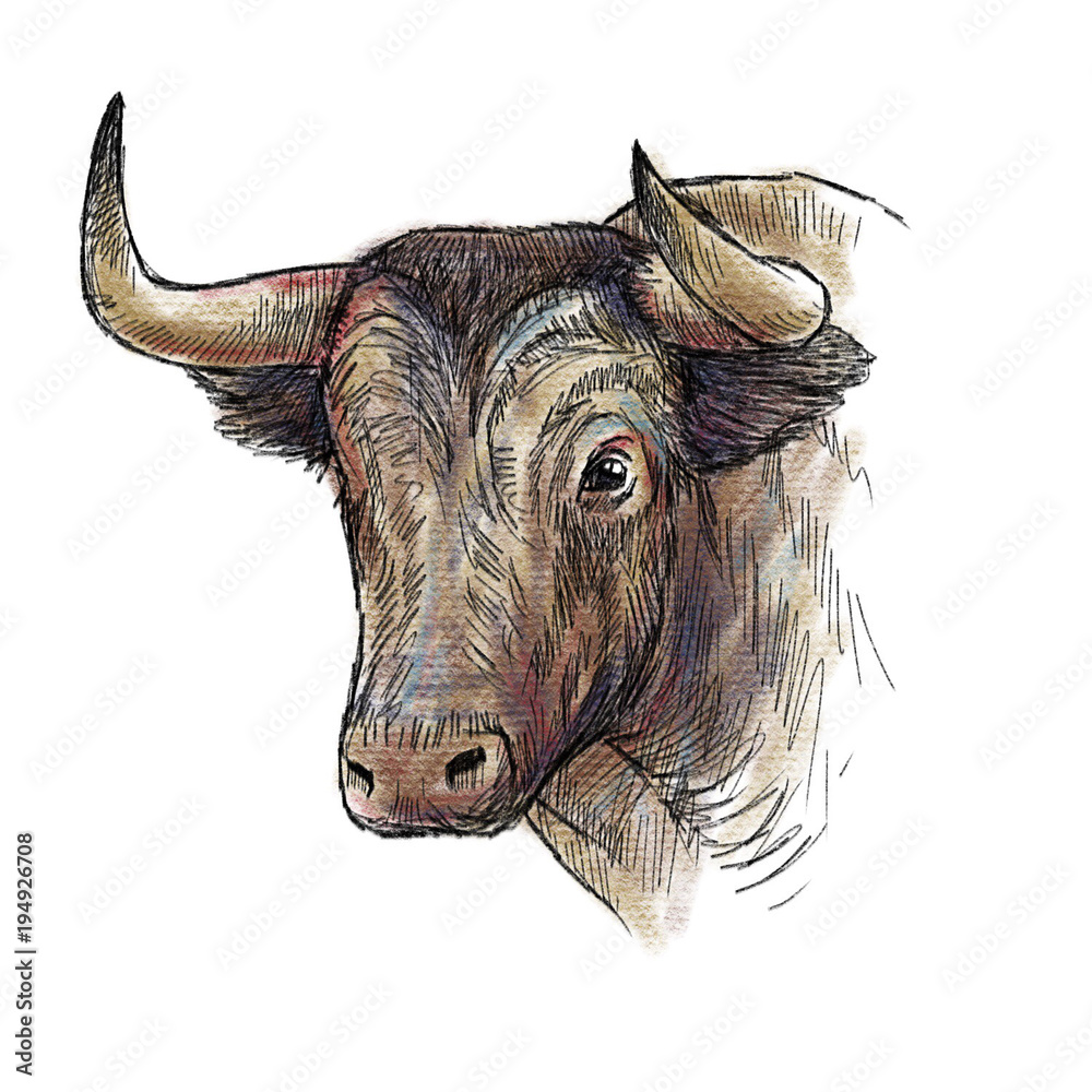 hand drawn illustration of bull Stock Photo | Adobe Stock