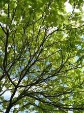 Tree Canopy Overhead Free Stock Photo - Public Domain Pictures
