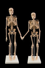 Skeleton Couple Free Stock Photo - Public Domain Pictures