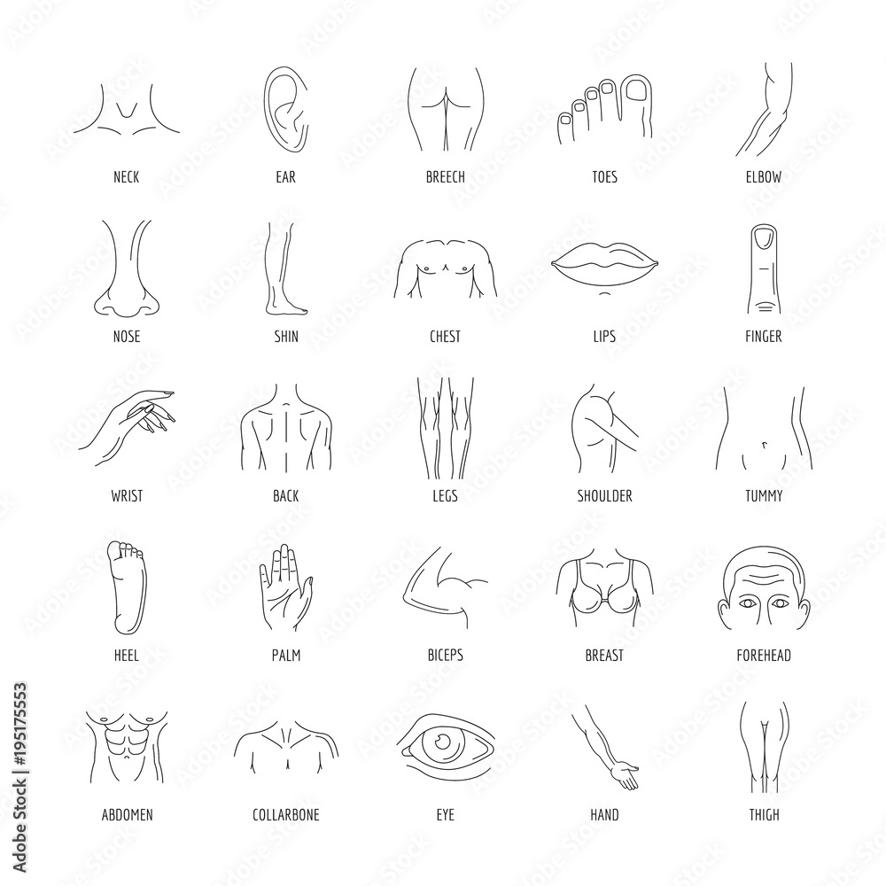 Line human male and female body parts vector set icons. Anatomy body ...