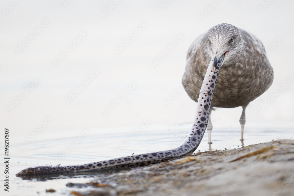 Immature Herring Gull trying to swallow a scavenged Spotted Snake Eel ...