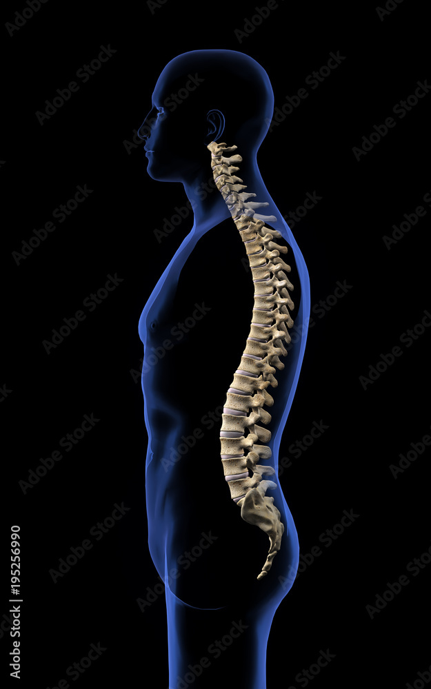 Human Vertebral Column, Side View on Black Background Stock Photo ...