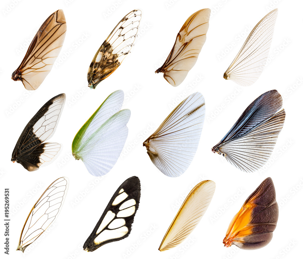 Wings insect Stock Photo | Adobe Stock