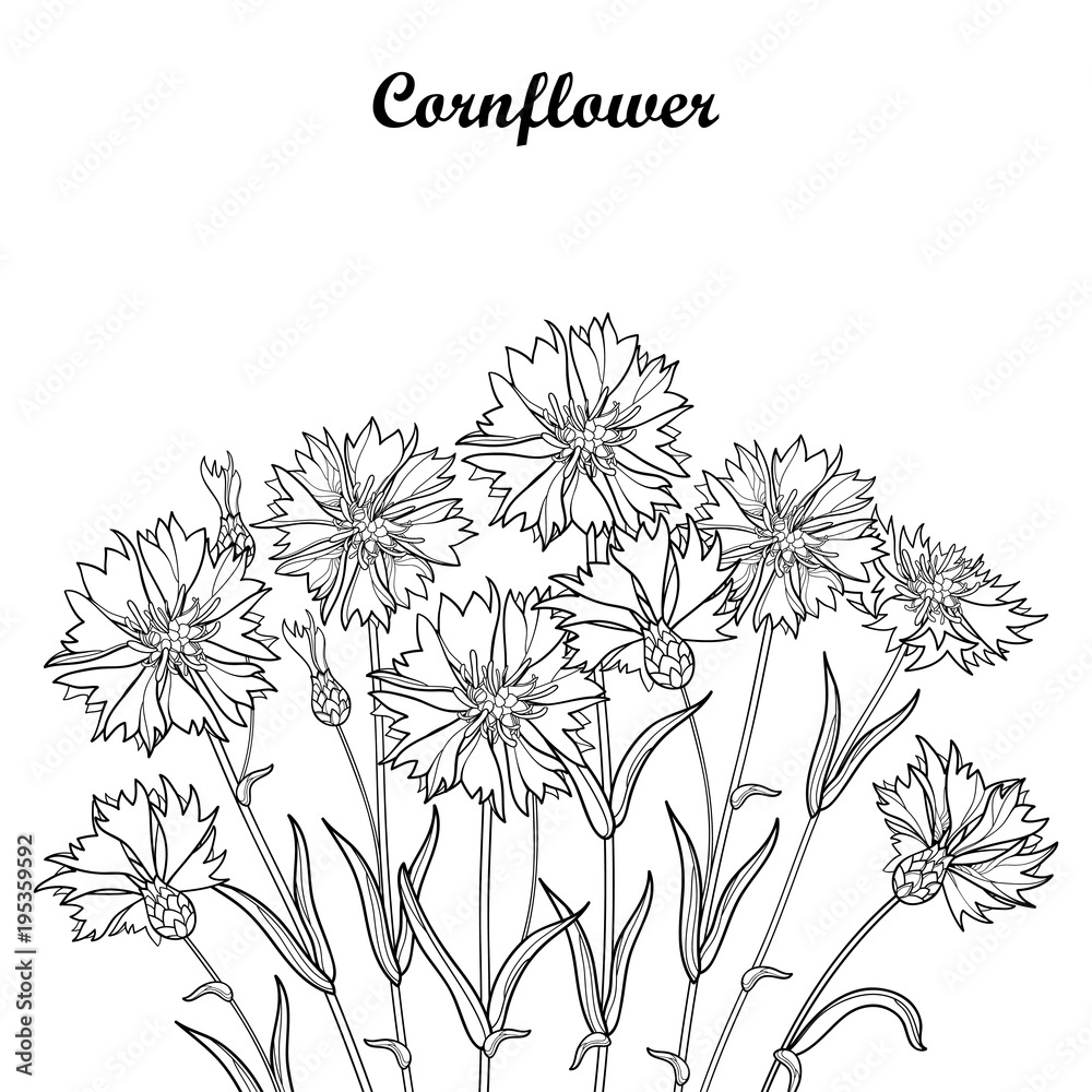 Vector bouquet with outline Cornflower or Knapweed or Centaurea flower ...