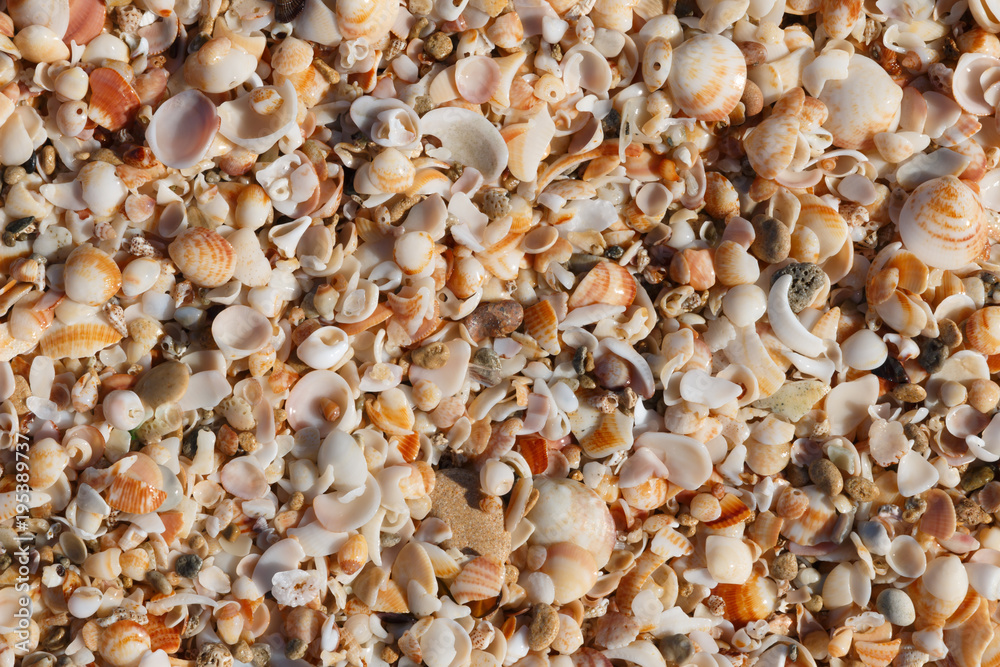 Tiny Shells and pebbles on the shore. The shells look like a flat ...