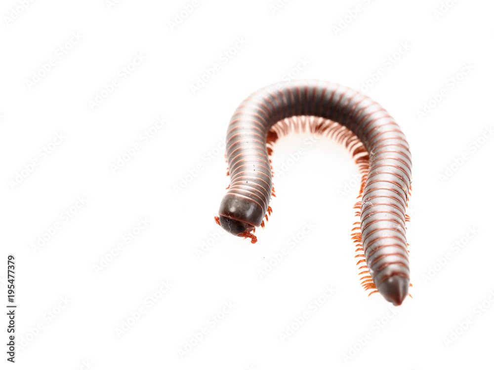 Millipedes, insect with long body and many legs look like centipedes ...