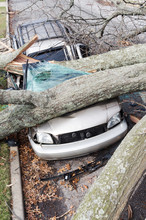 Car Damage From Fallen Tree Free Stock Photo - Public Domain Pictures